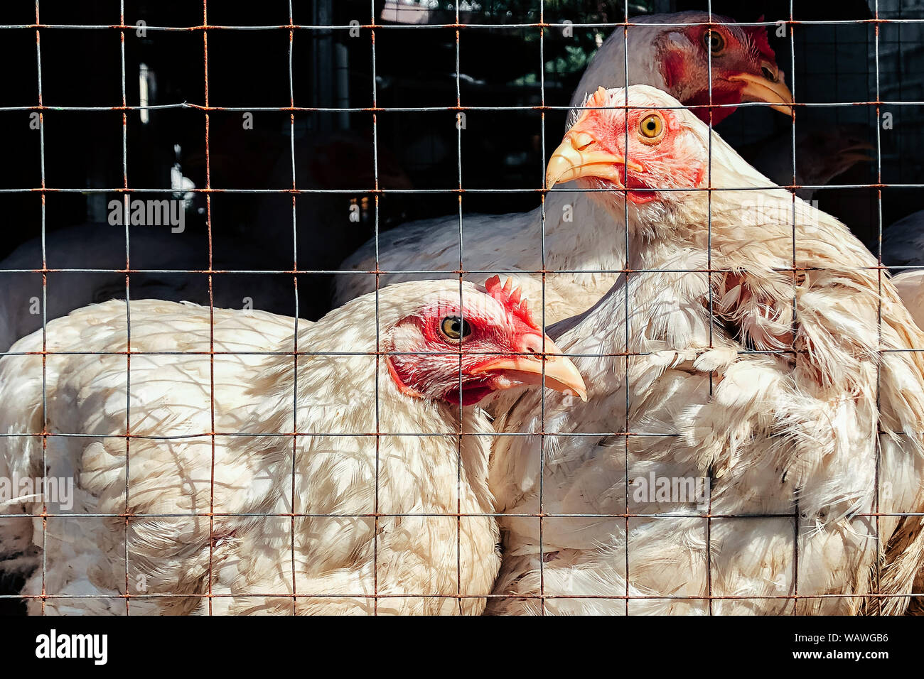 Battery cages hi-res stock photography and images - Alamy