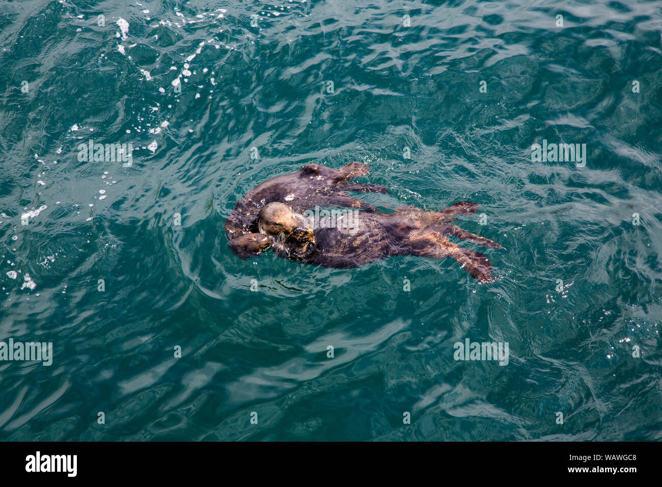Sea otter with shell hi-res stock photography and images - Alamy