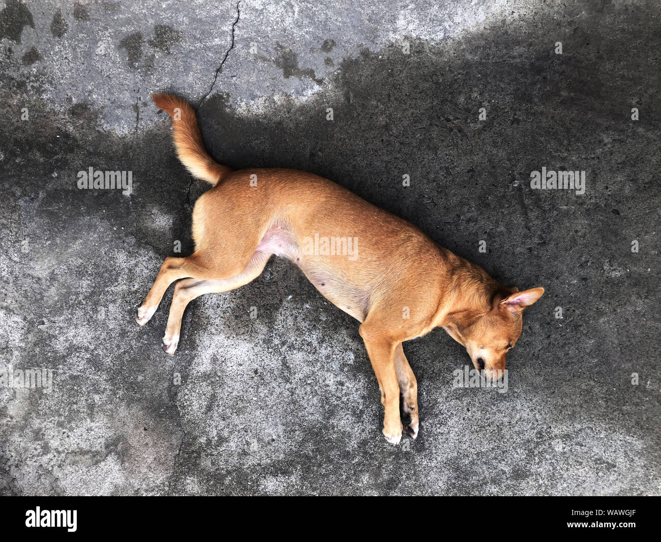 Asian stray street dog, Homeless dog lie on old concrete road top view ...
