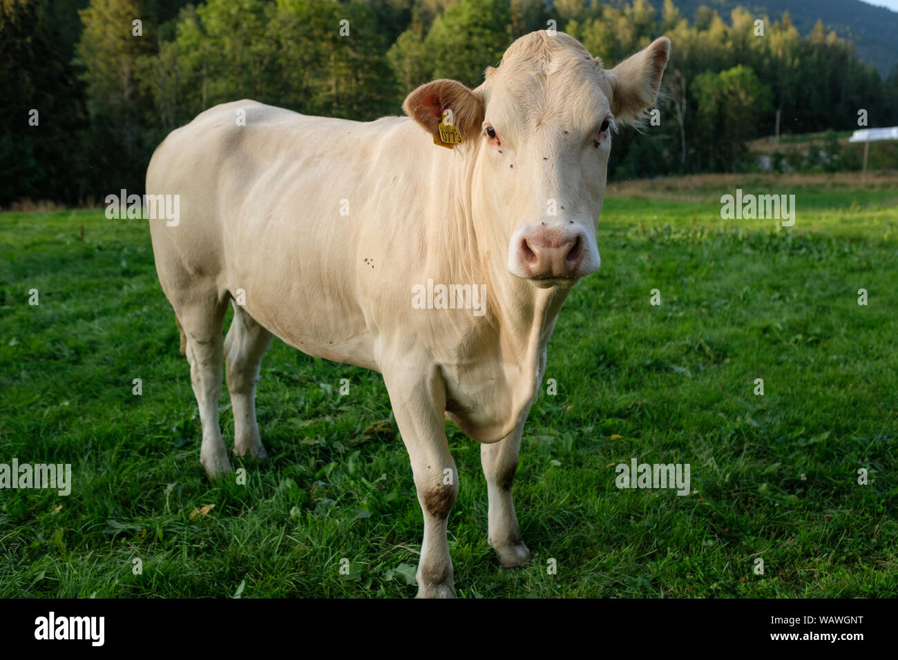 White cow on a field Stock Photo - Alamy