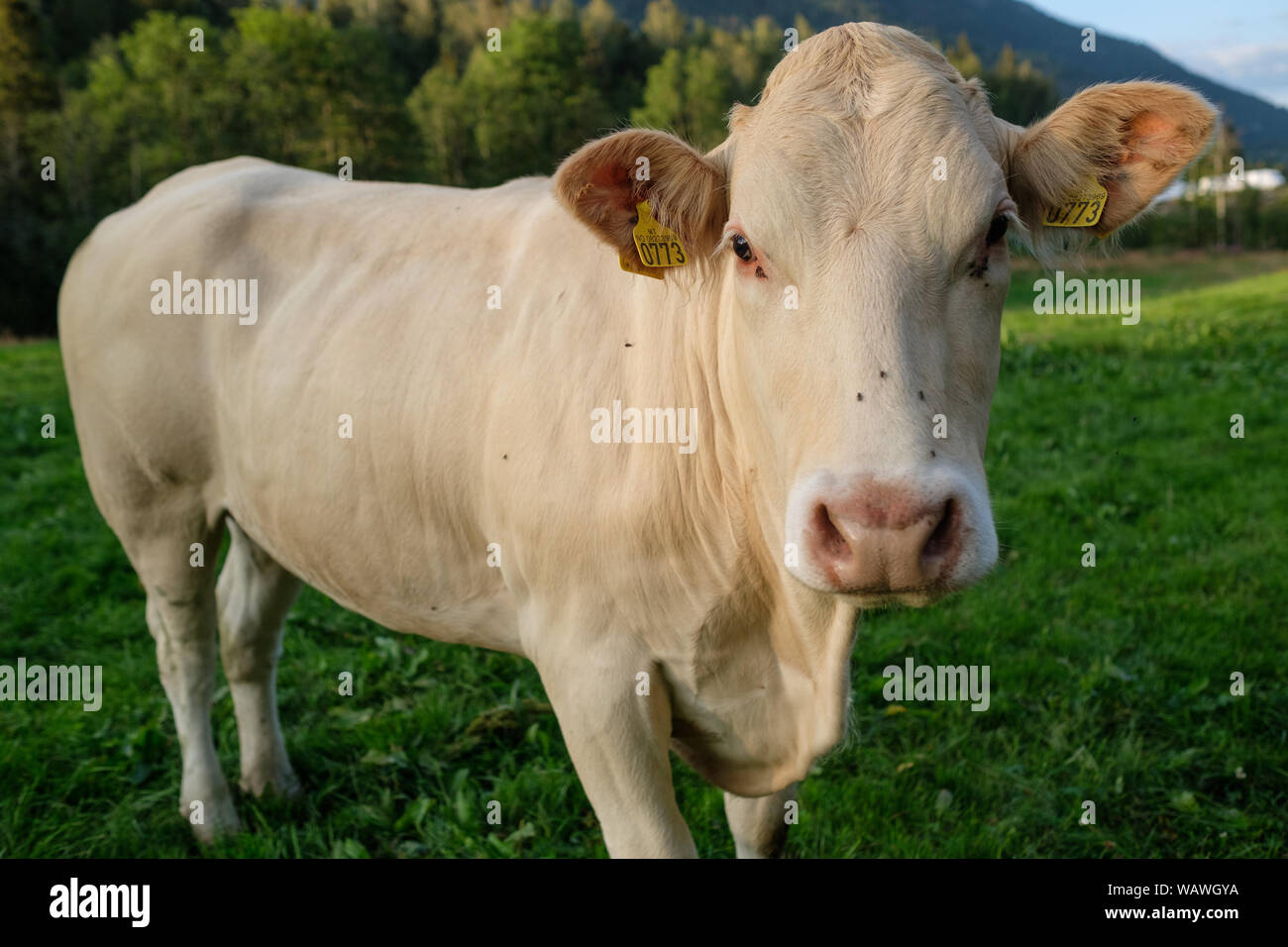 White cow on a field Stock Photo - Alamy