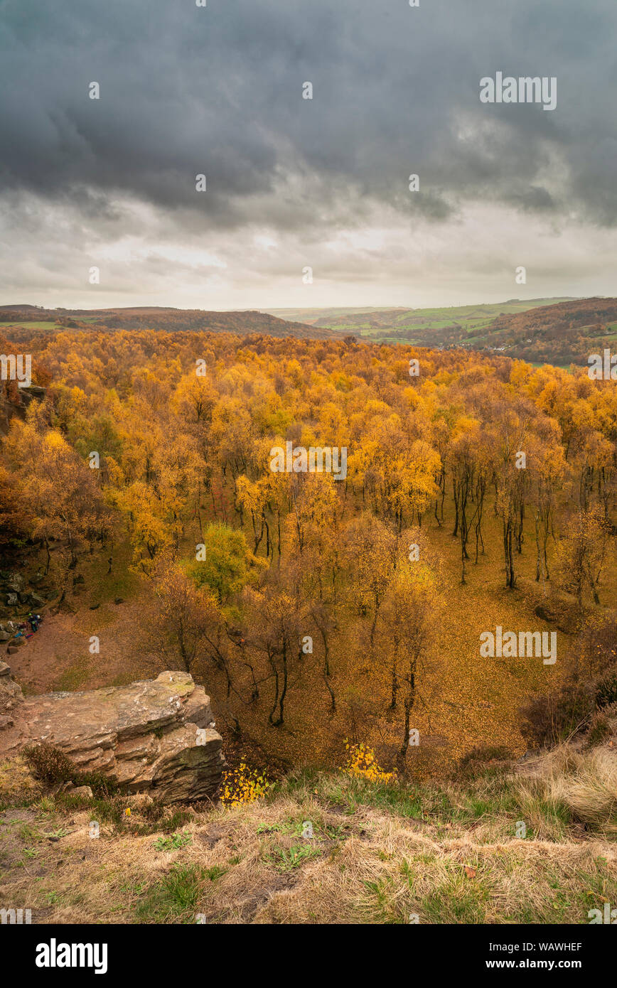 Silver fir larch hi-res stock photography and images - Alamy