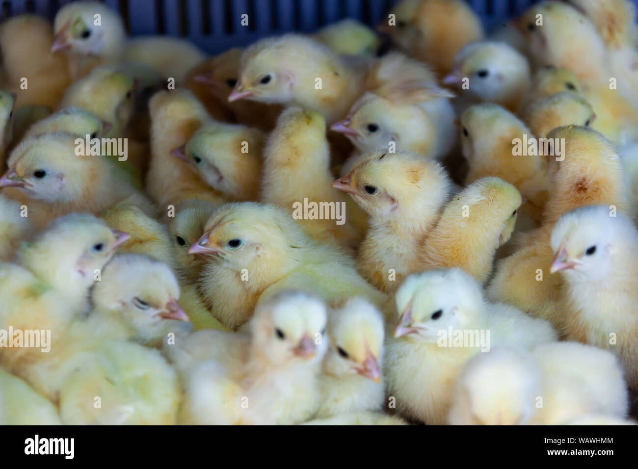 group of one day chicken resting in an enclosure Stock Photo - Alamy