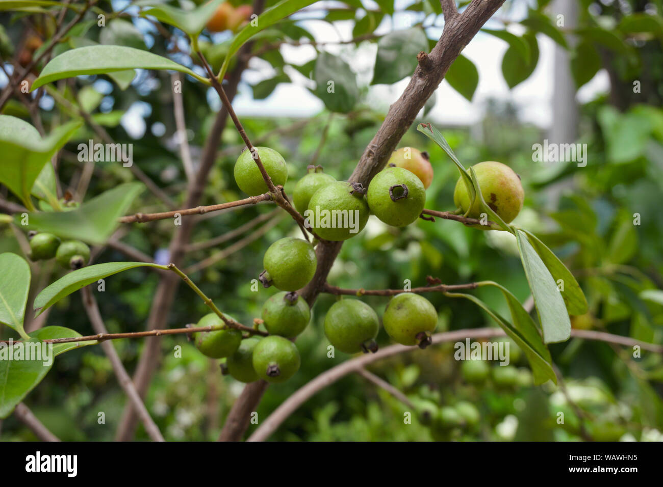 A hand showing Ficus racemosa popularly known as cluster fig tree ...