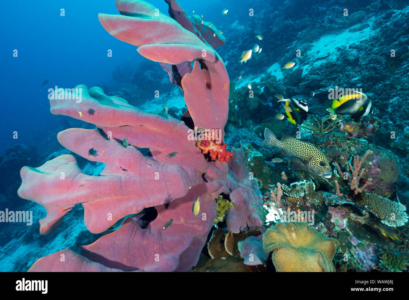 Reef scenic with elephant ear sponge, Lanthella basta, Raja Ampat ...