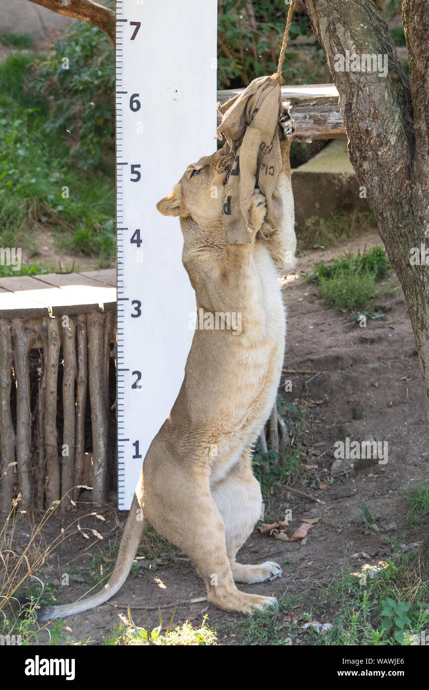 Asiatic Lion Rubi stands alongside a giant ruler during the annual ...