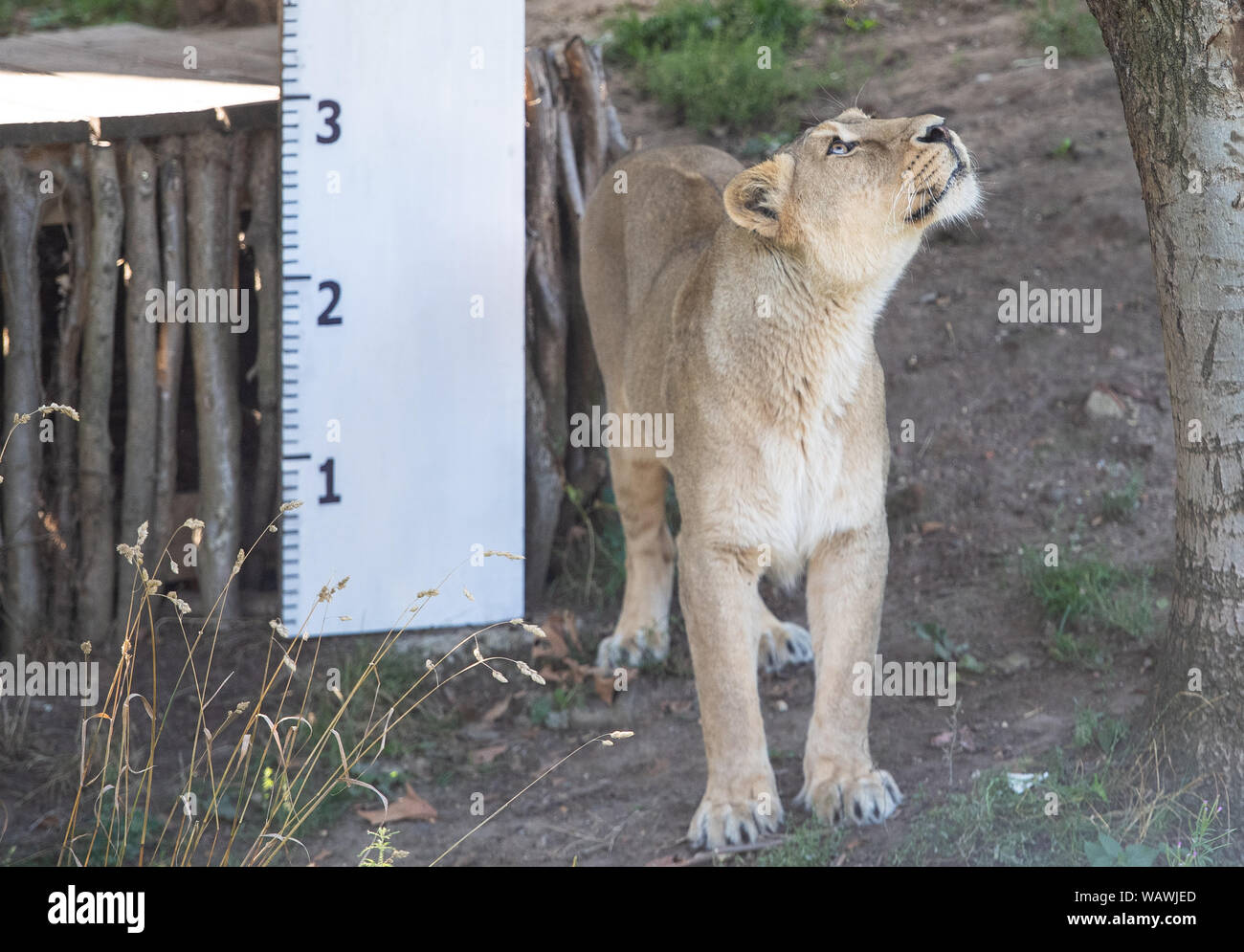 Asiatic Lion Rubi stands alongside a giant ruler during the annual ...