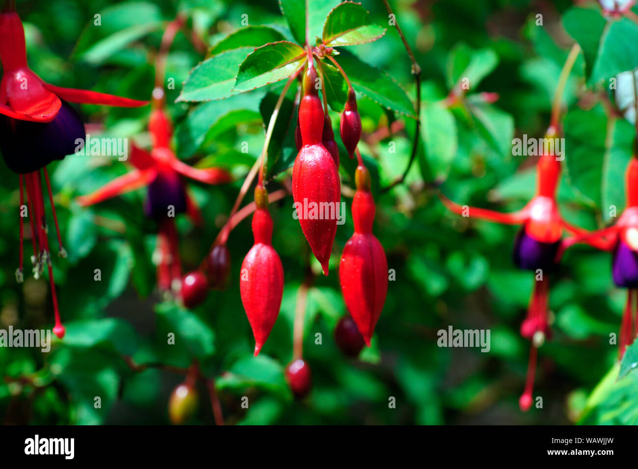 French fuchsia hi-res stock photography and images - Alamy