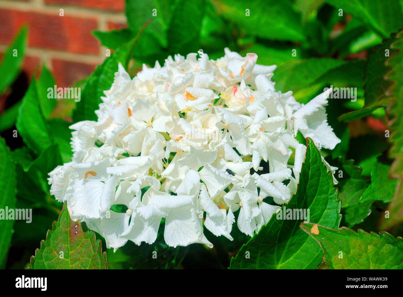 HYDRANGEA BLOOMING IN THE SUN Stock Photo - Alamy