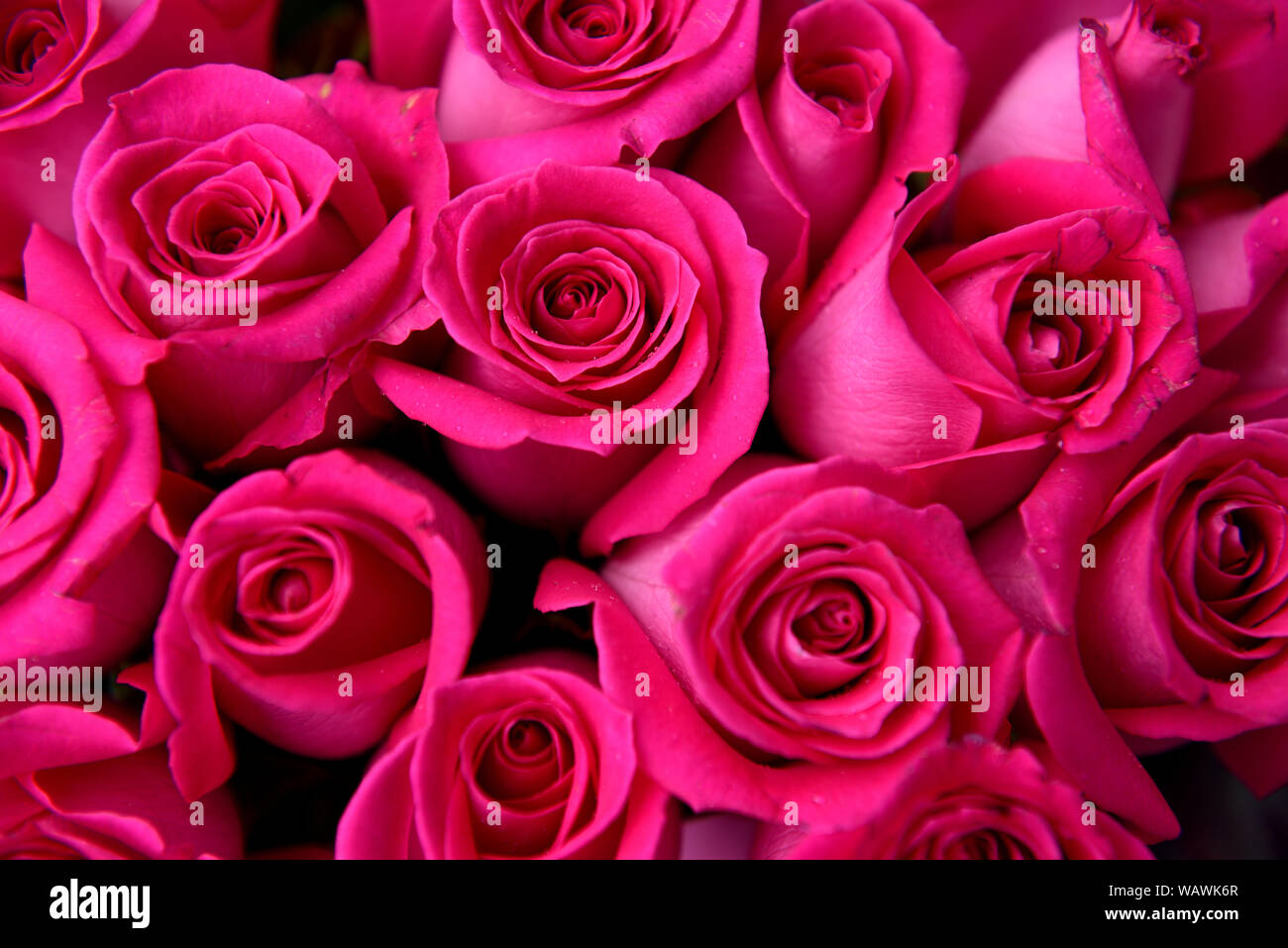 Pink roses flower hi-res stock photography and images - Alamy