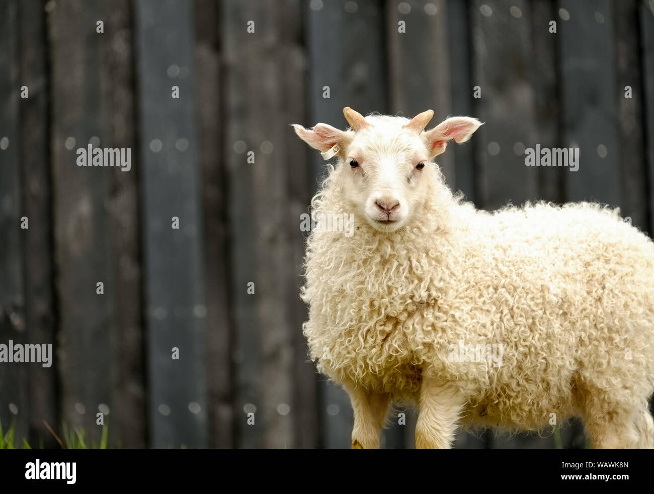 Curly sheep hi-res stock photography and images - Alamy