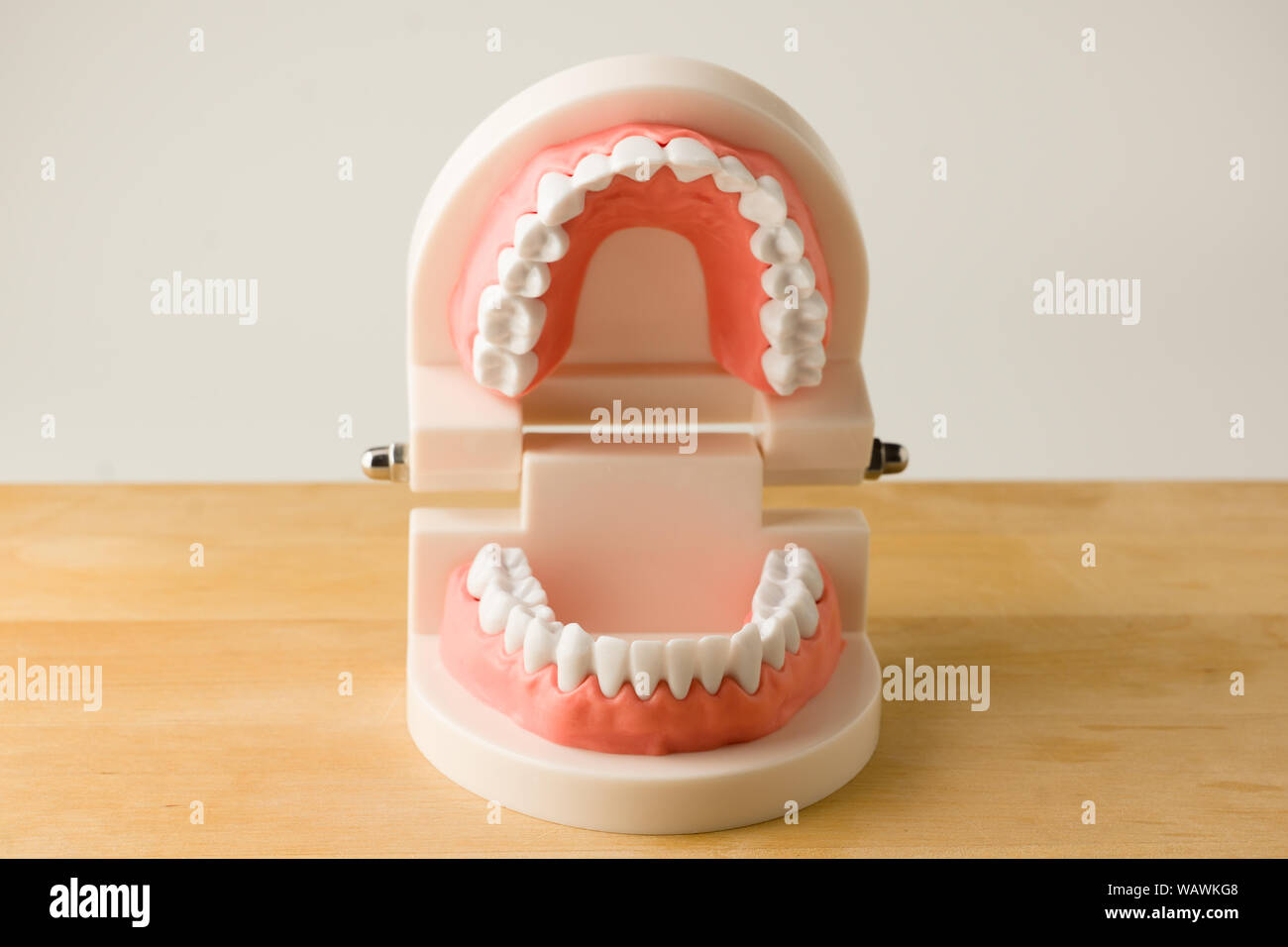 acrylic human jaw model for studying oral hygiene Stock Photo - Alamy
