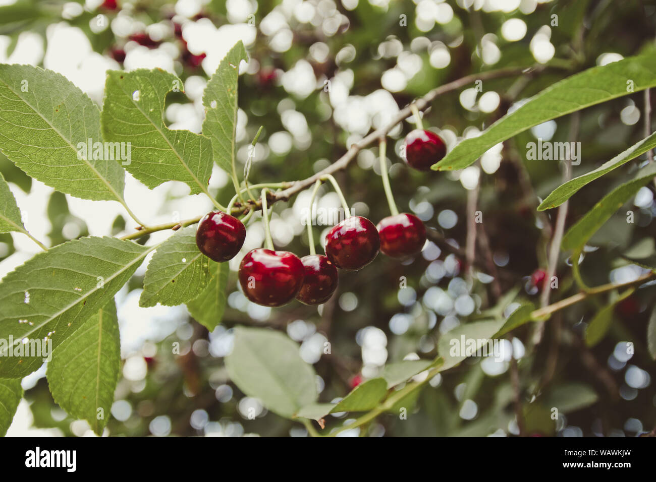 Ripe cherries hanging from a cherry tree branch in summer. Summer ...