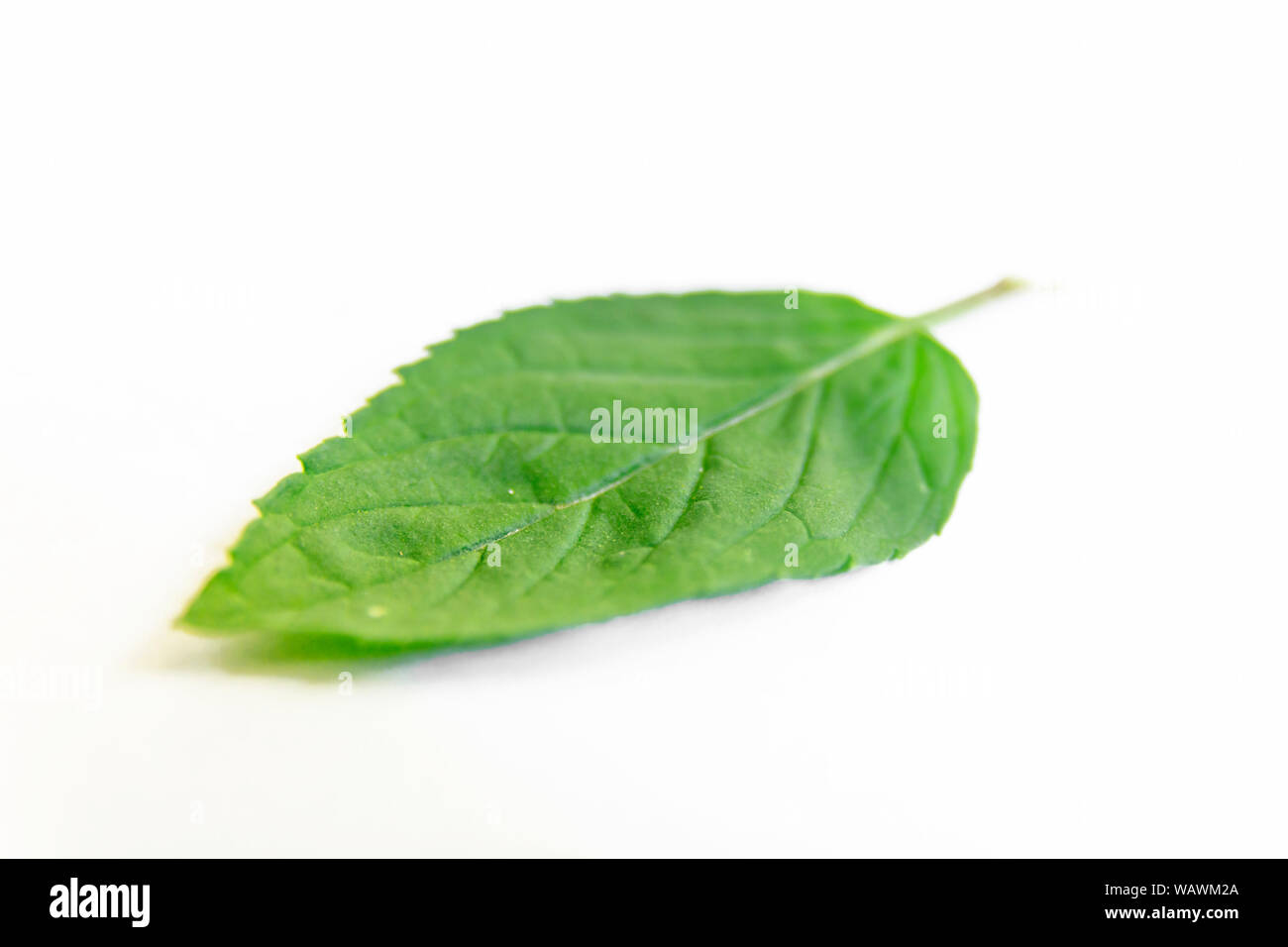 Fresh mint raw leaves isolated on white background Stock Photo - Alamy