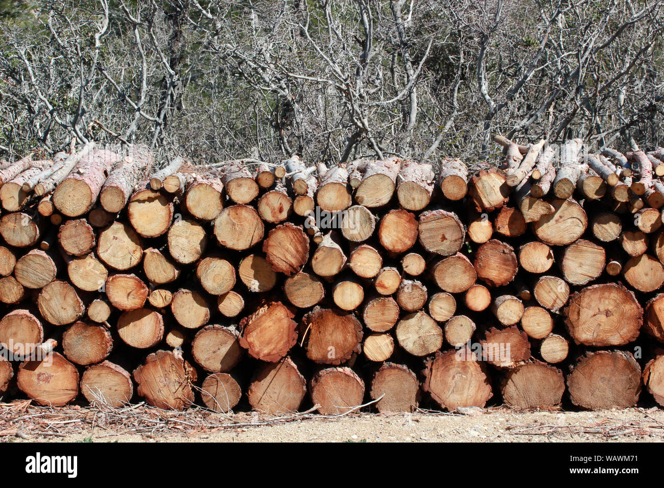 Wooden Logs with Forest on Background Stock Photo - Alamy