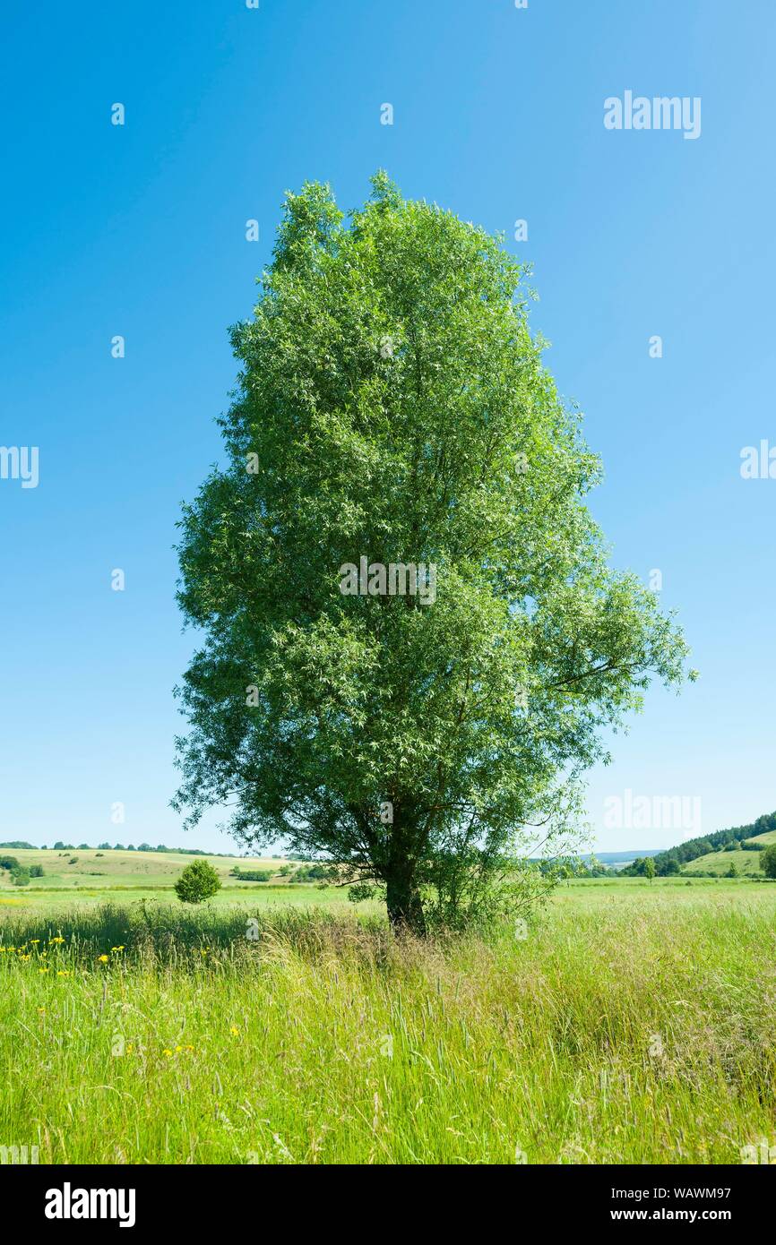 Willow tree standing alone in hi-res stock photography and images - Alamy