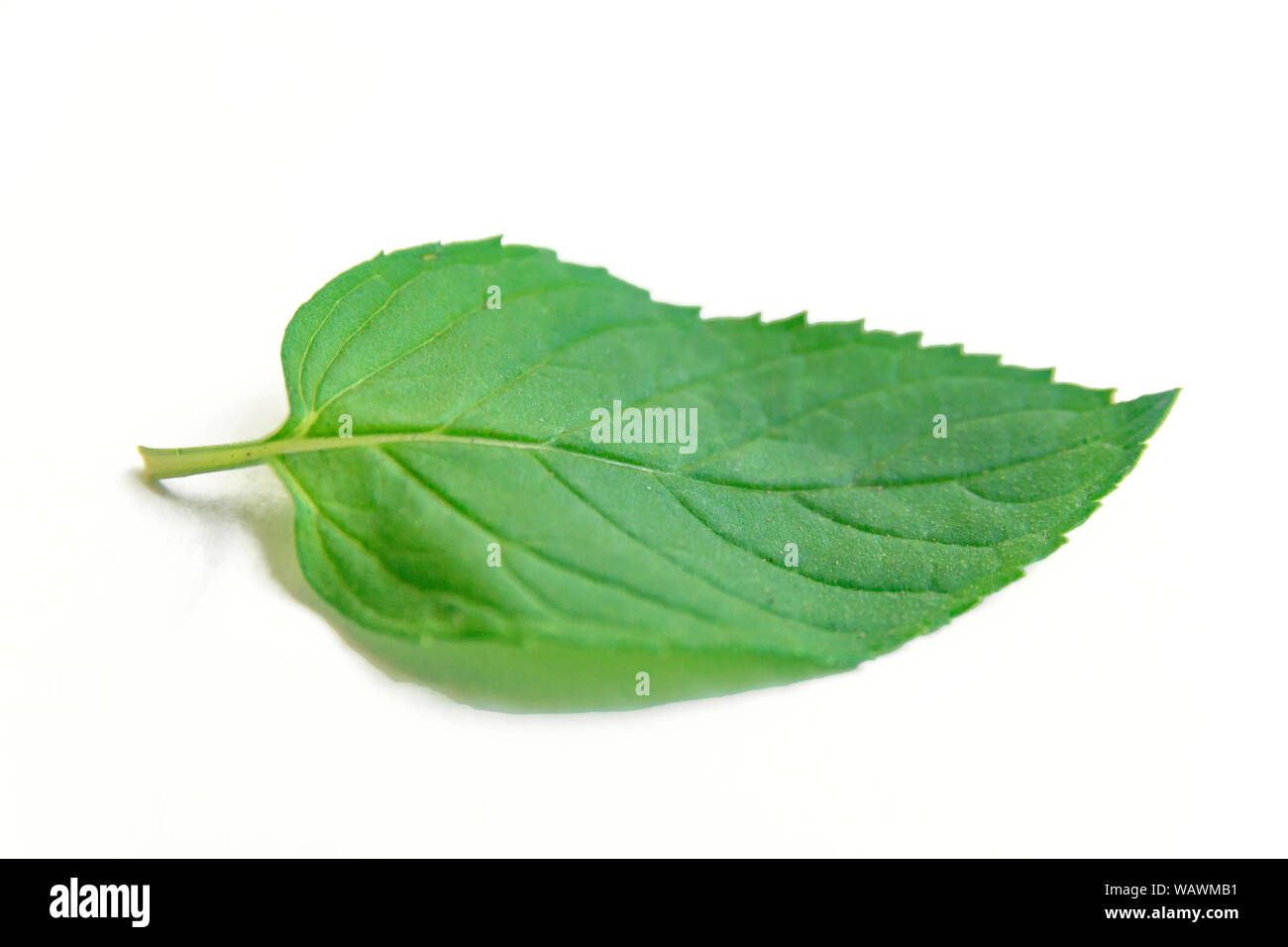 Fresh raw mint leaf isolated on white background Stock Photo - Alamy