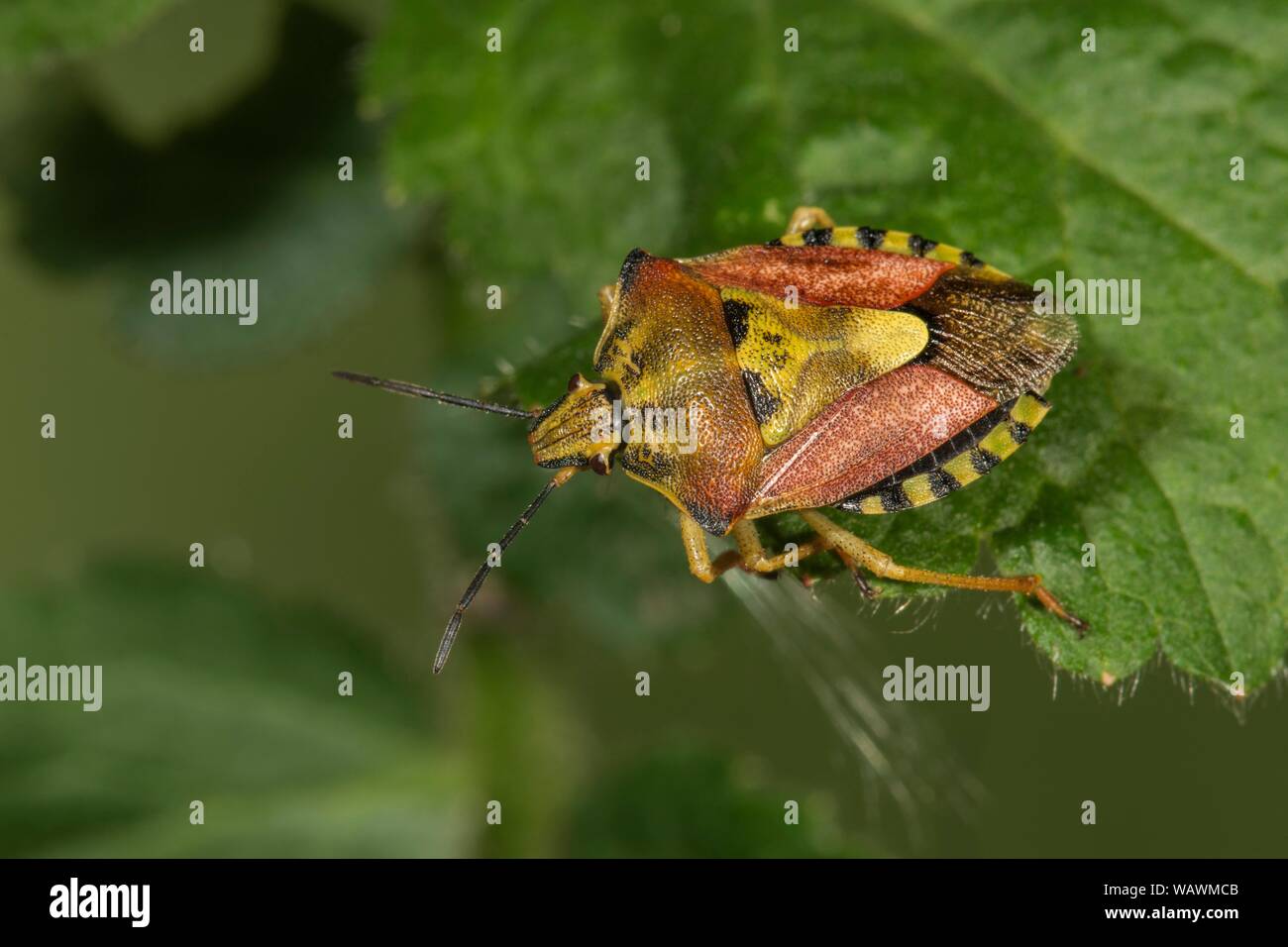 Purple fruit bug (Carpocoris purpureipennis) on a leaf, Baden ...