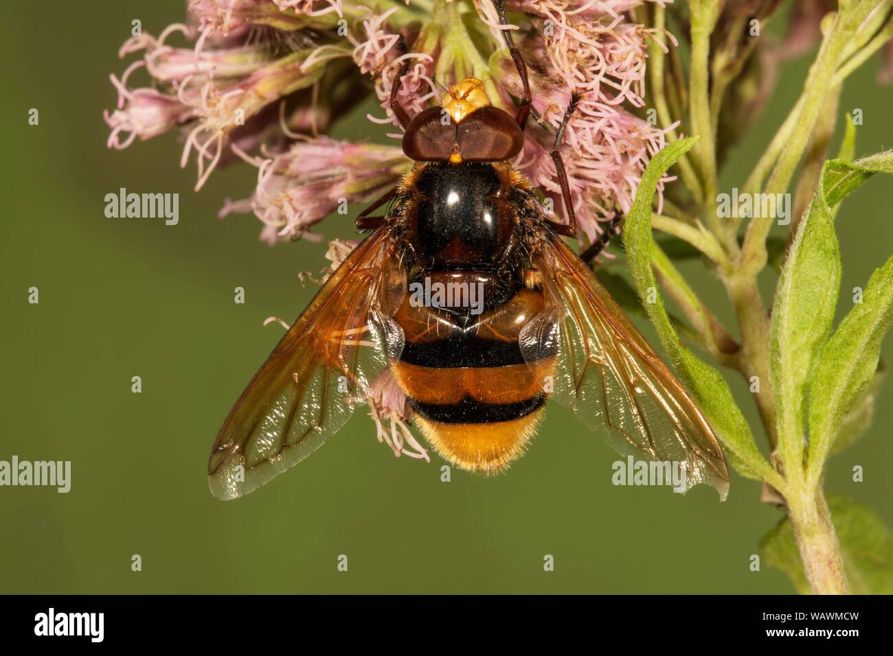 Hornet mimic hoverfly volucella zonaria male on boneset eupatorium hi ...