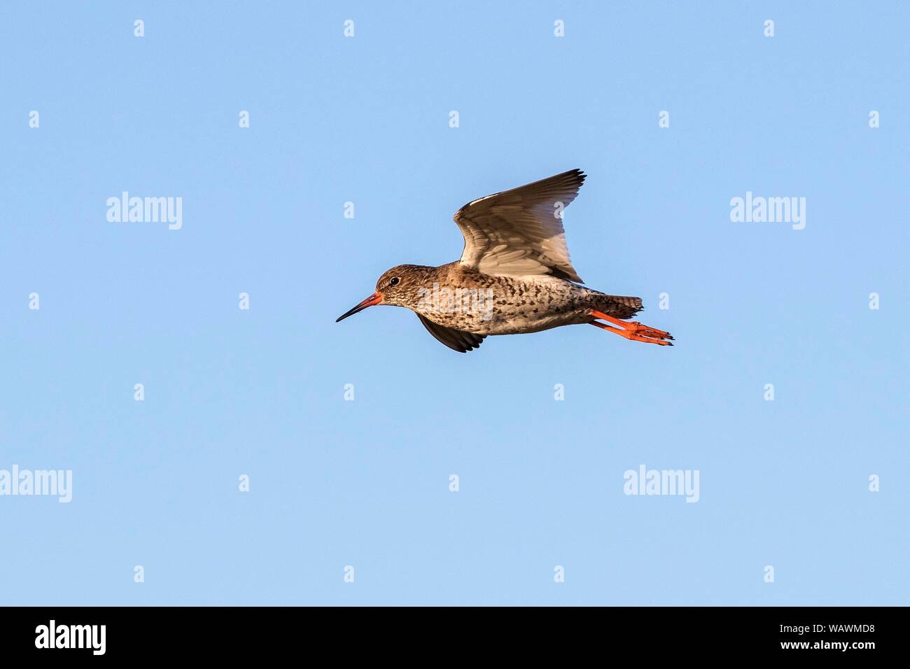 Common redshank (Tringa totanus) in flight, peninsula Snaefellsnes ...