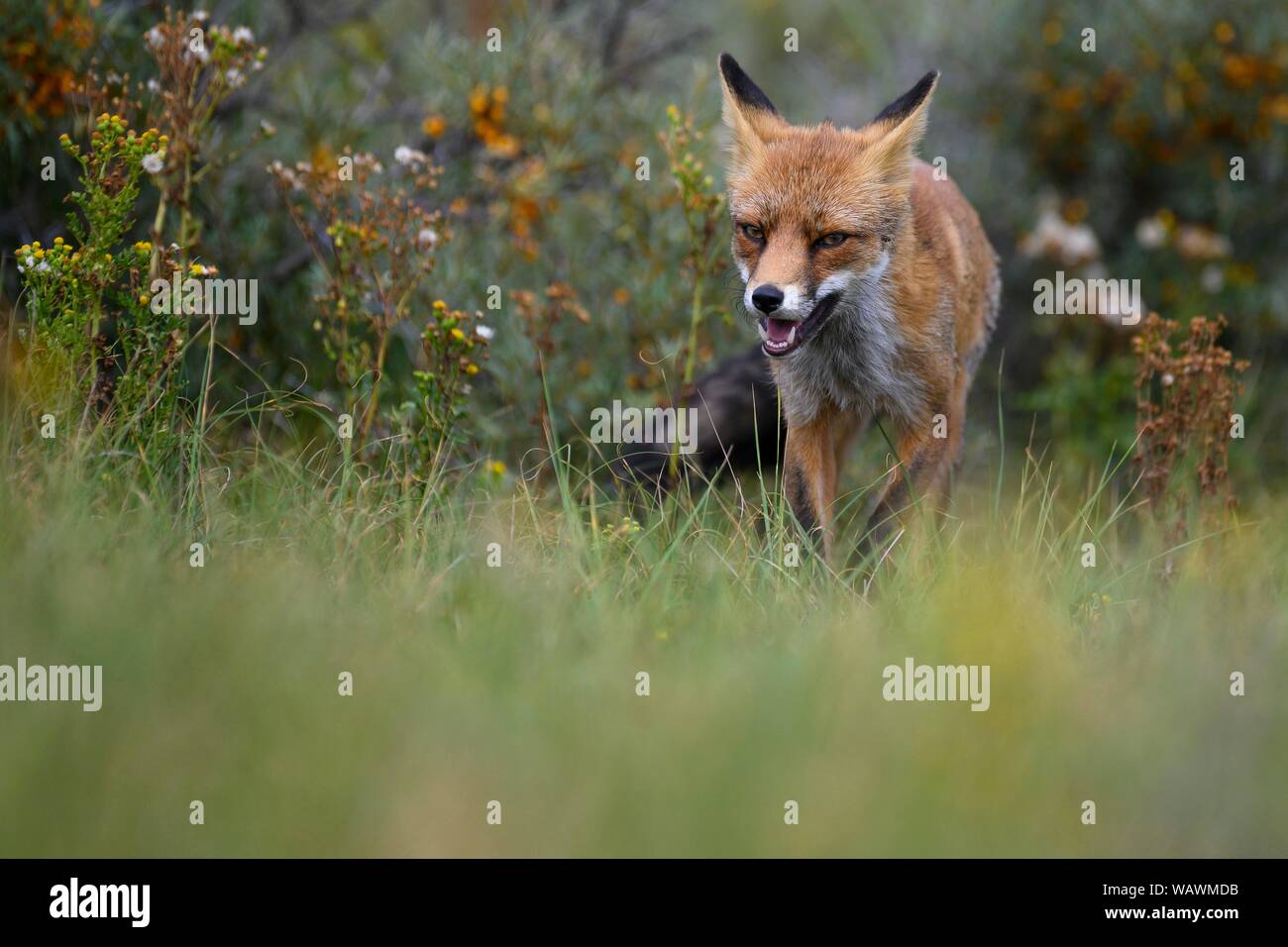 Red fox (Vulpes vulpes), Nordholland, Netherlands Stock Photo - Alamy
