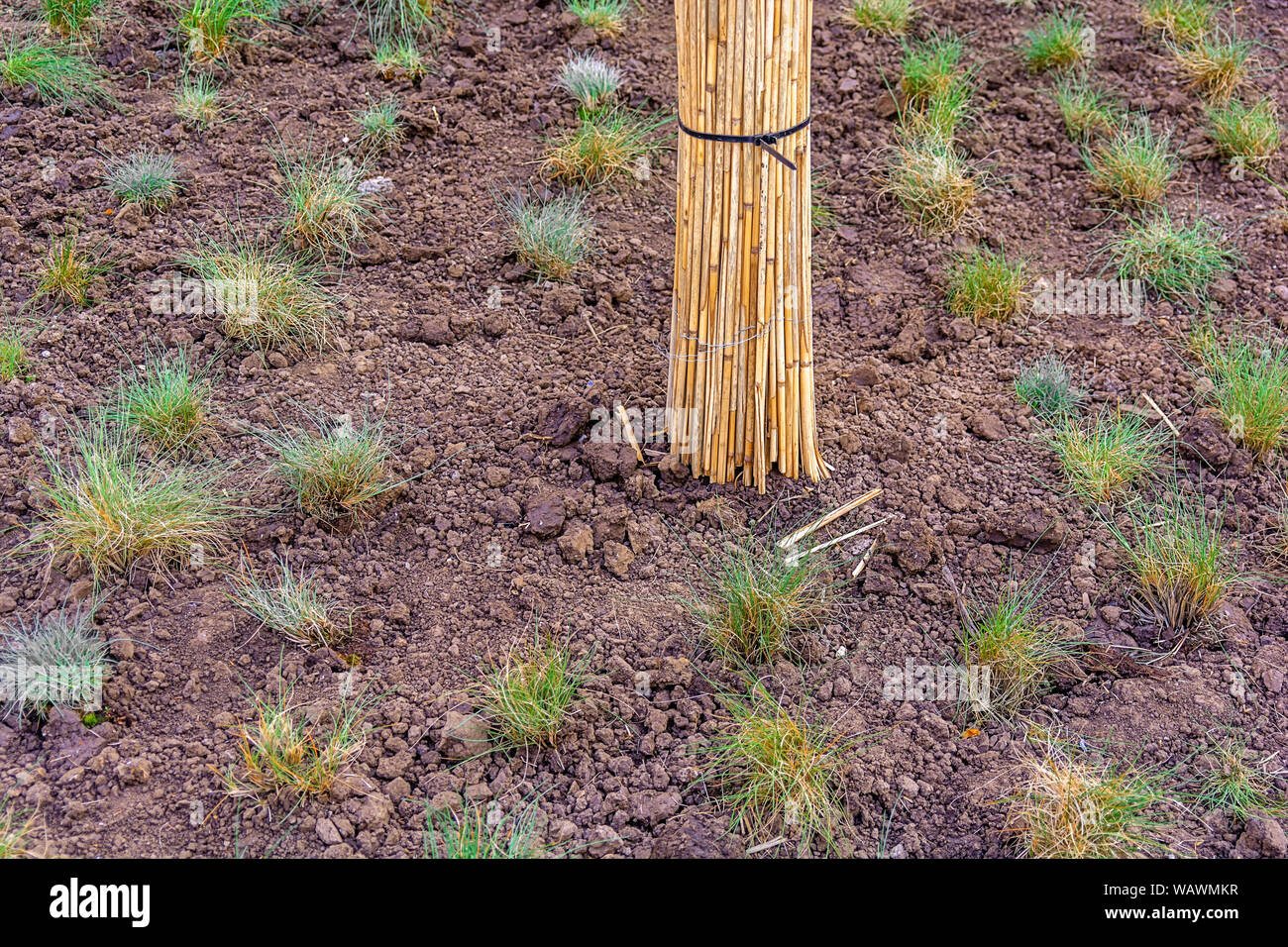 Garden on fertile soil texture background Stock Photo - Alamy