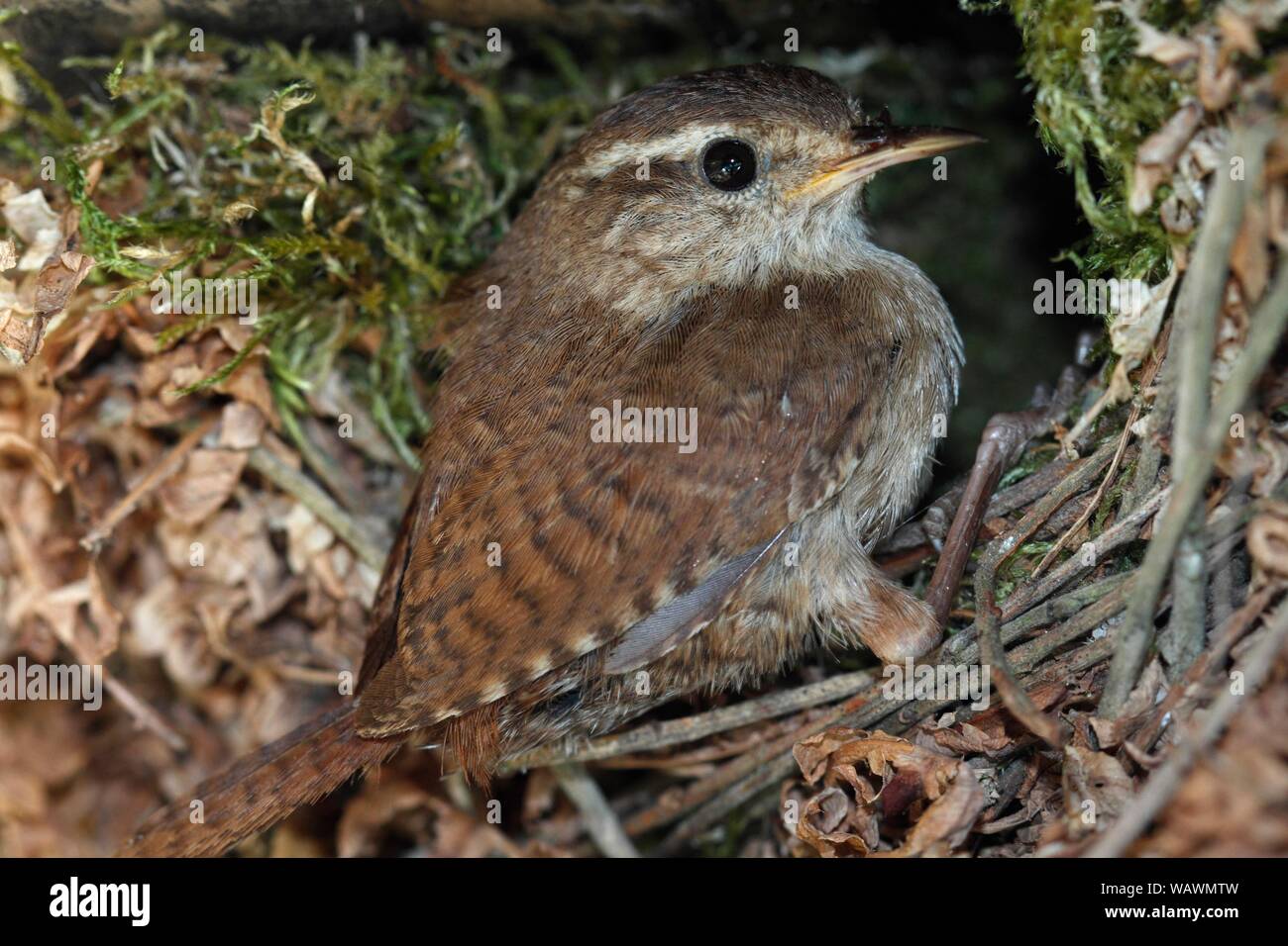 Wrens nest hi-res stock photography and images - Alamy