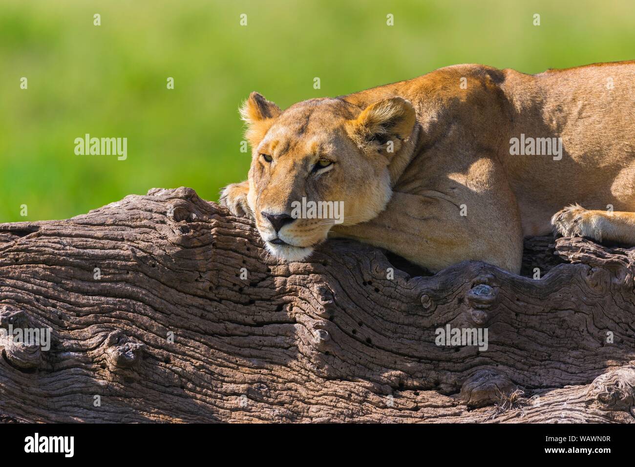 Lioness (Panthera leo), resting on dead tree, Masai Mara National ...