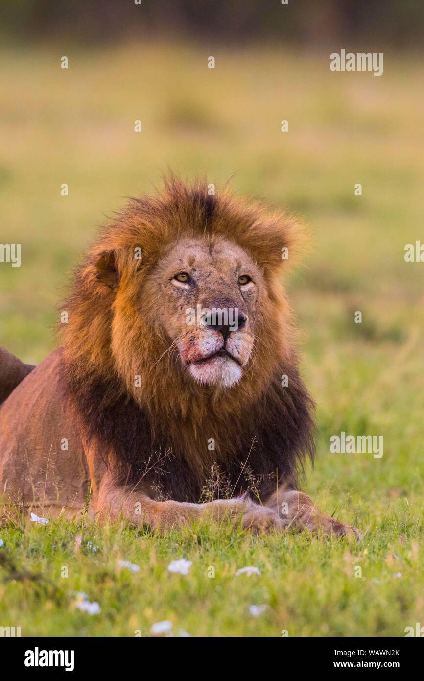 African Lion (Panthera leo), male resting, with blood on his mouth ...