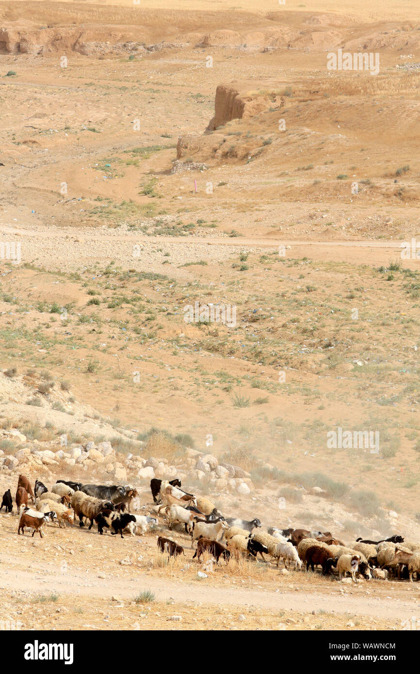 Israel and shepherd hi-res stock photography and images - Alamy