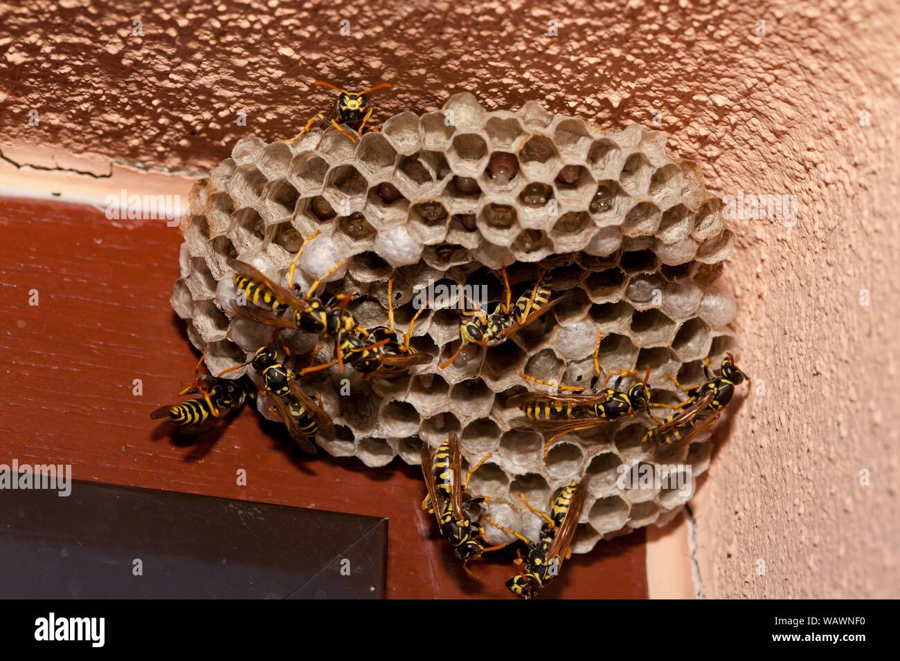 European paper wasps (Polistes dominula), female workers at the nest on ...