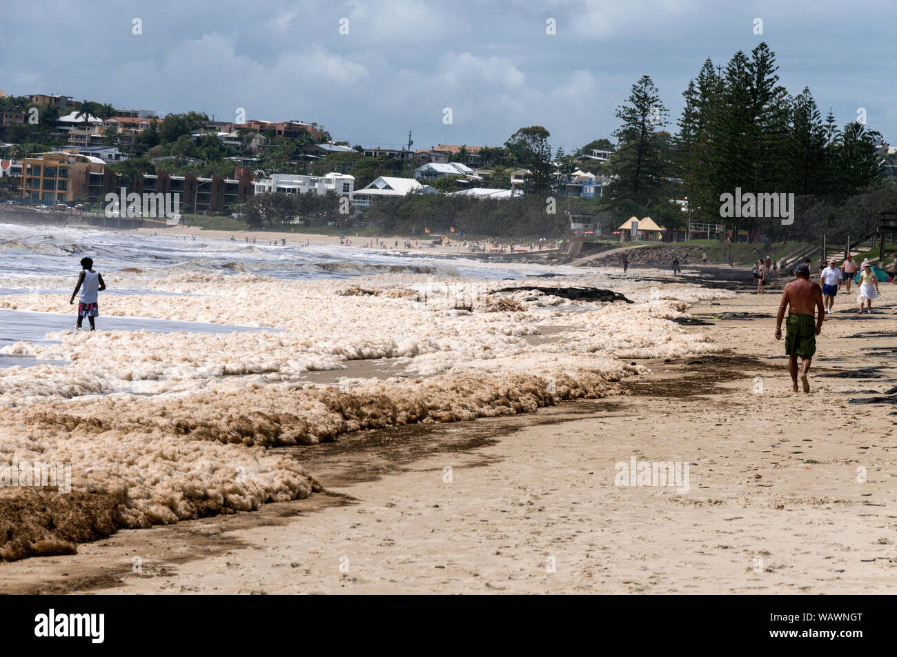 The frothy brown tides occurred along the beaches at Alexandra Head on ...