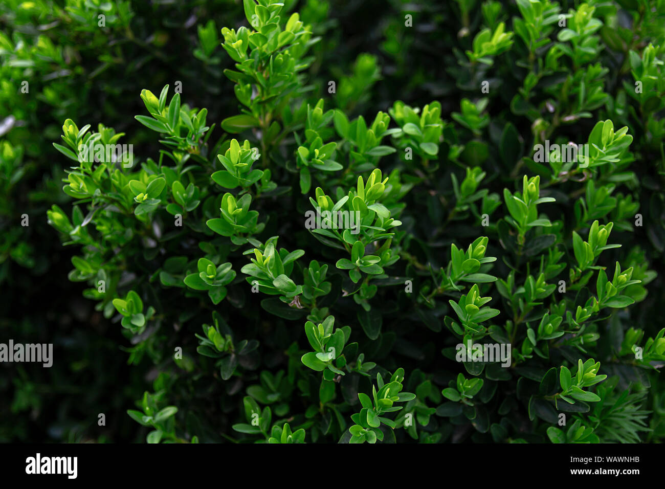 Green fence texture bushes background Stock Photo - Alamy