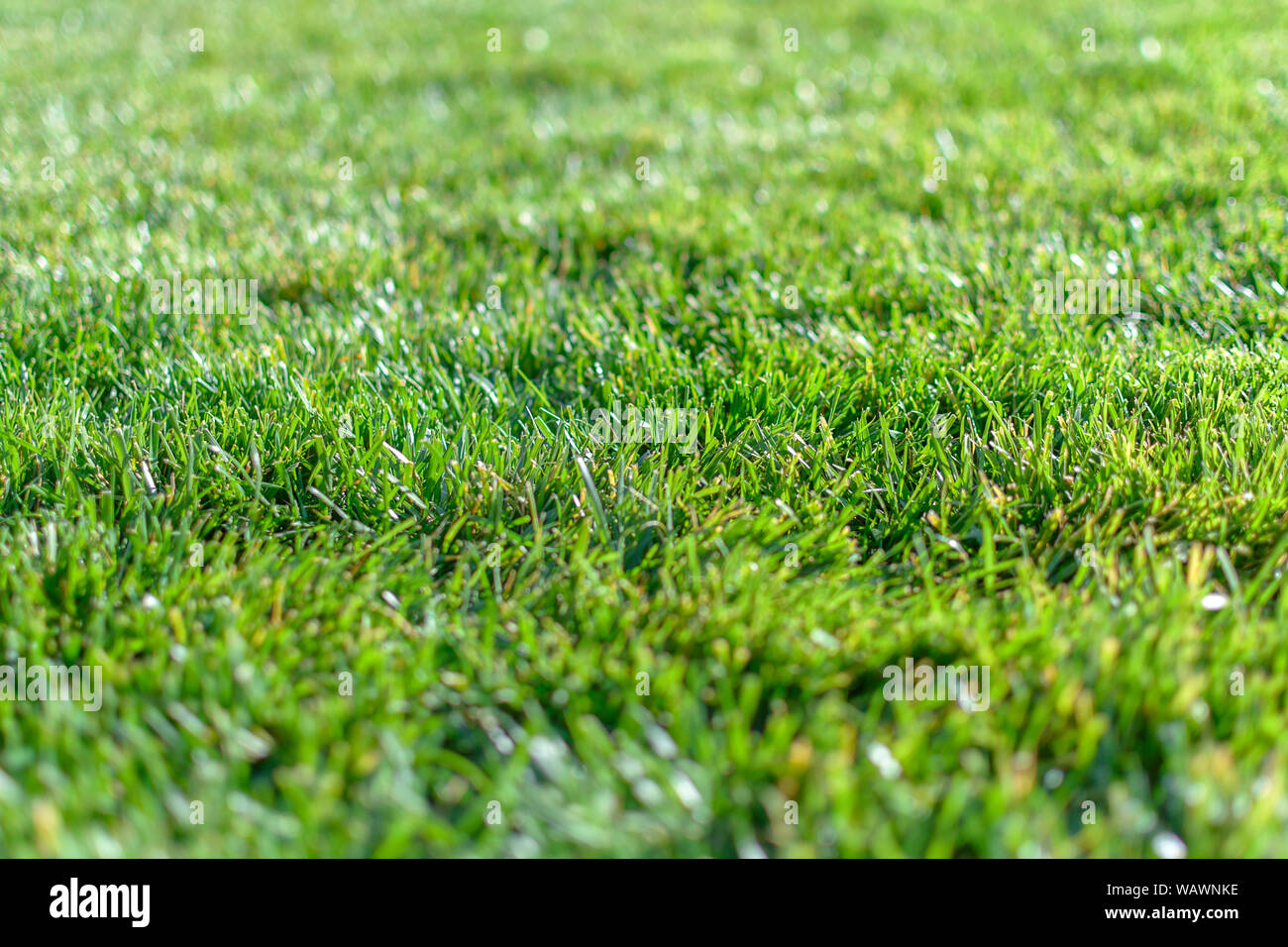 Green grass field with blur park background Stock Photo - Alamy