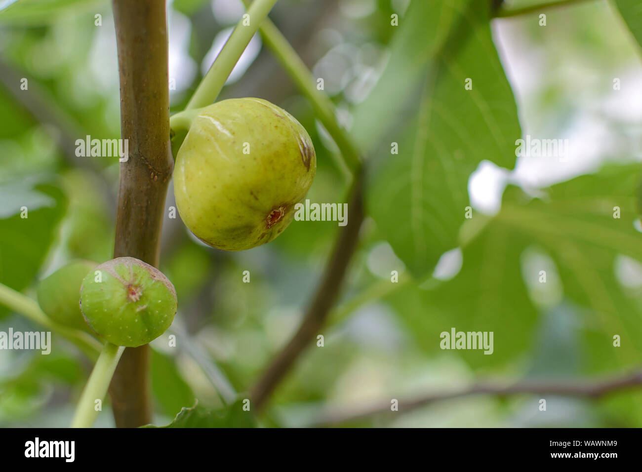Green raw figs on the branch of a fig tree Stock Photo - Alamy