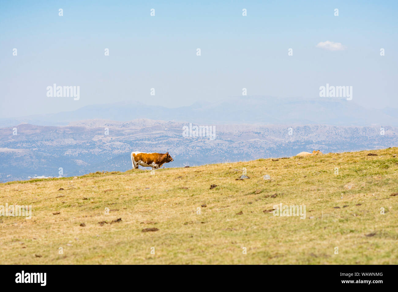 Alpine grasslands with cow, Sierra nevada National Park at 2500m ...