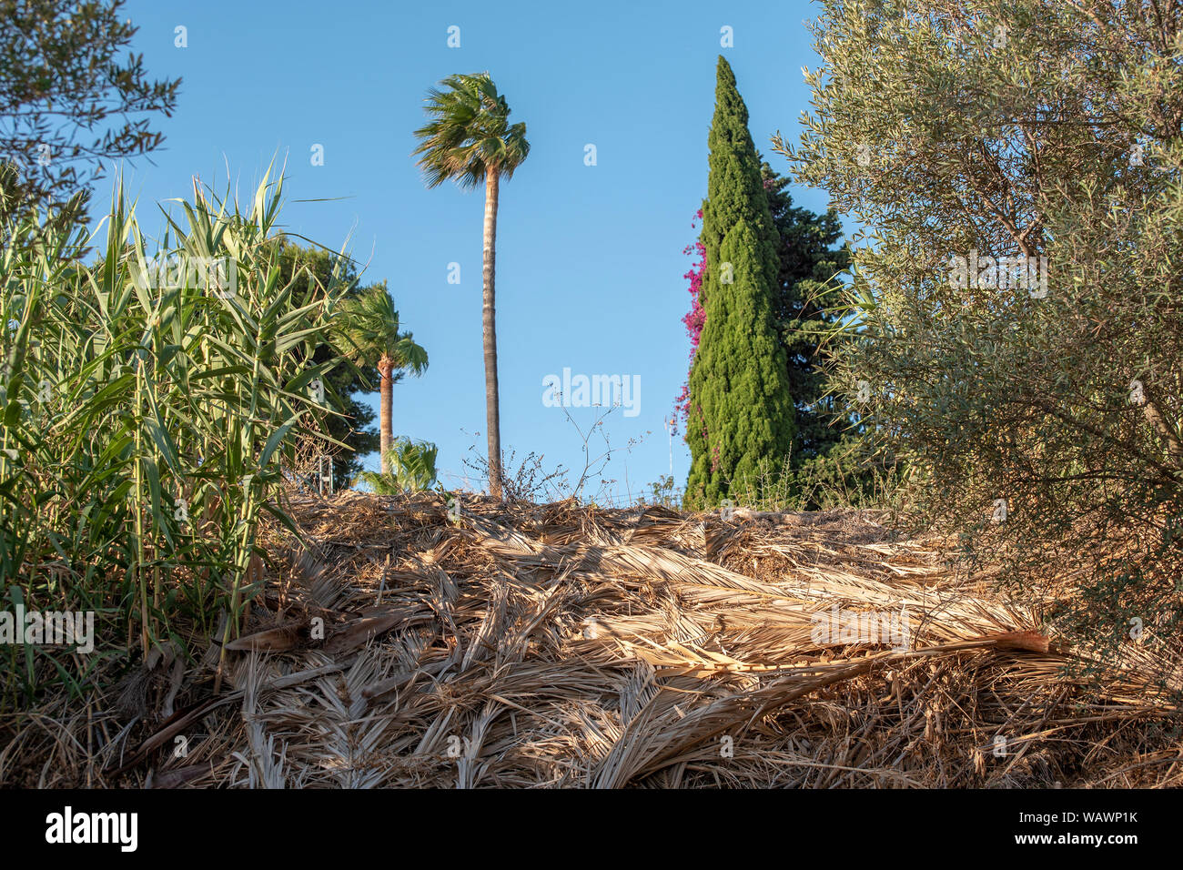 Pine tree, sweetcorn and trees growing in Torremolinos , spain Stock ...