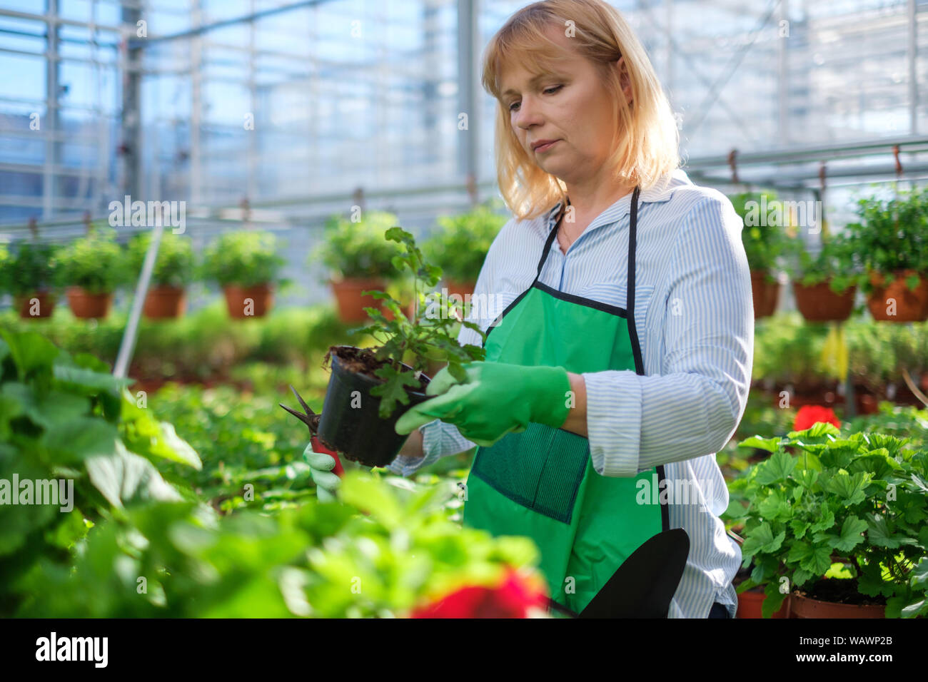 Mature woman working in a botanical garden Stock Photo - Alamy