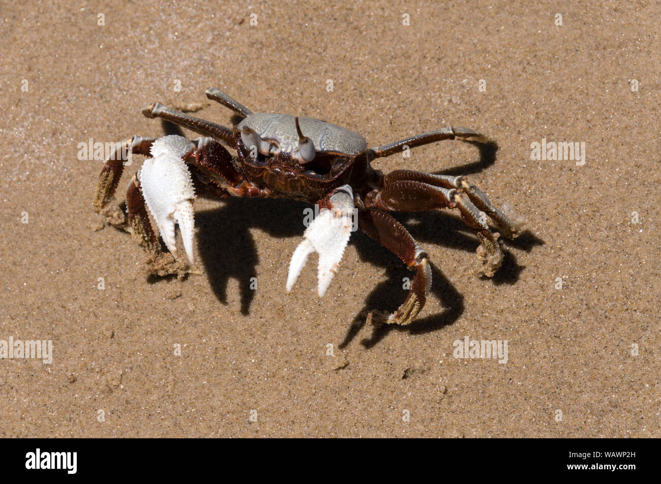 Sand Crabs