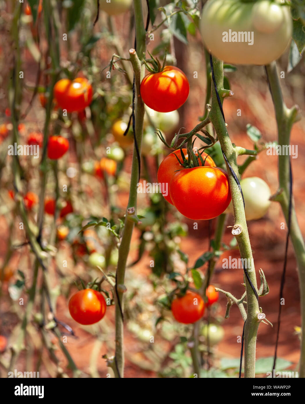 ripped tomatoes in a greenhouse close -up Stock Photo - Alamy