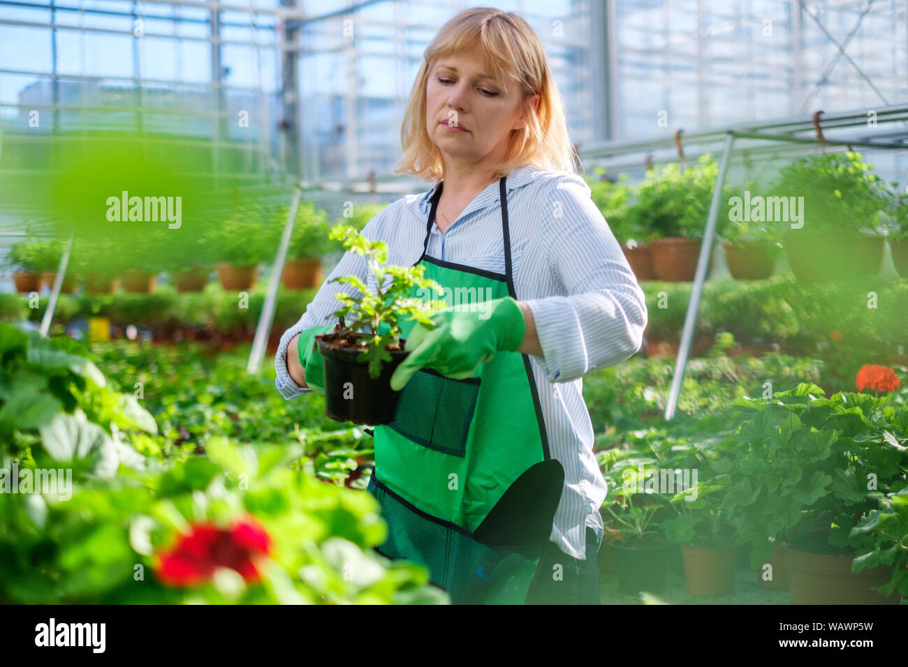 Mature woman working in a botanical garden Stock Photo - Alamy