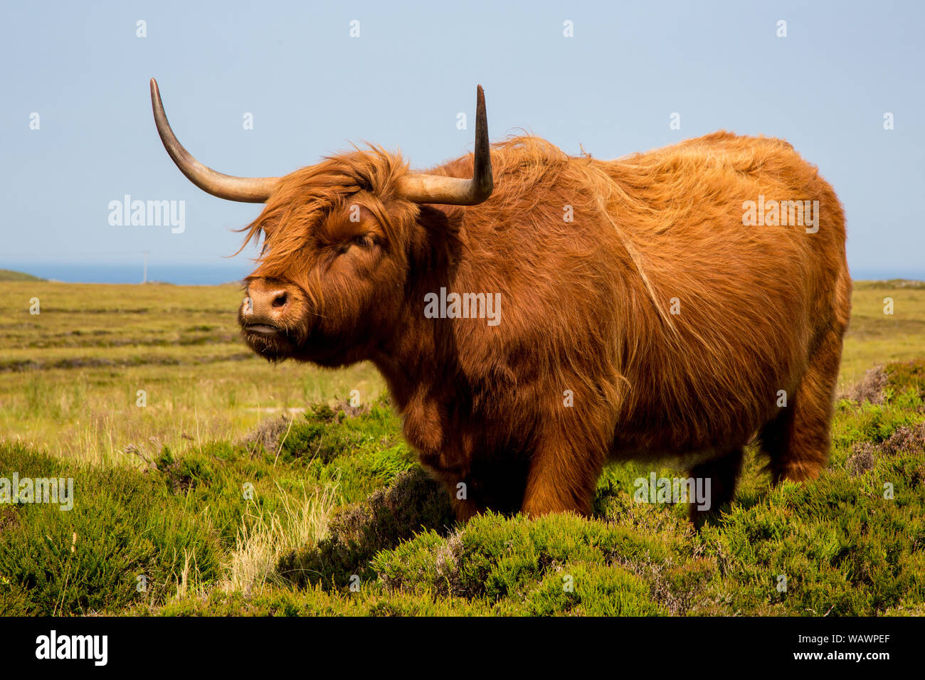Highland Cow, Scotland Stock Photo - Alamy