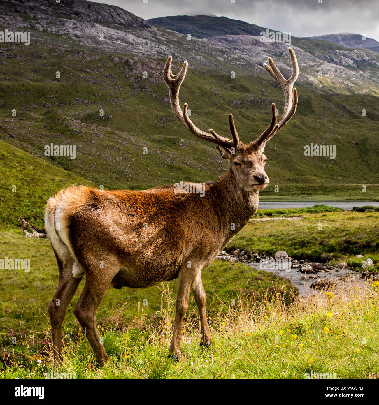 Royal stag hi-res stock photography and images - Alamy