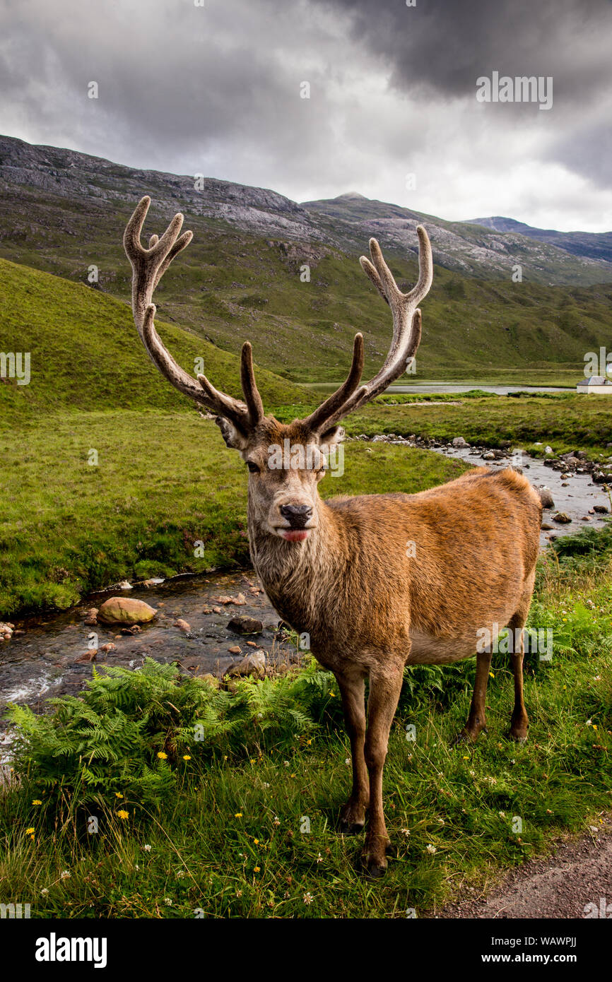 Royal Stag, Scotland Stock Photo - Alamy