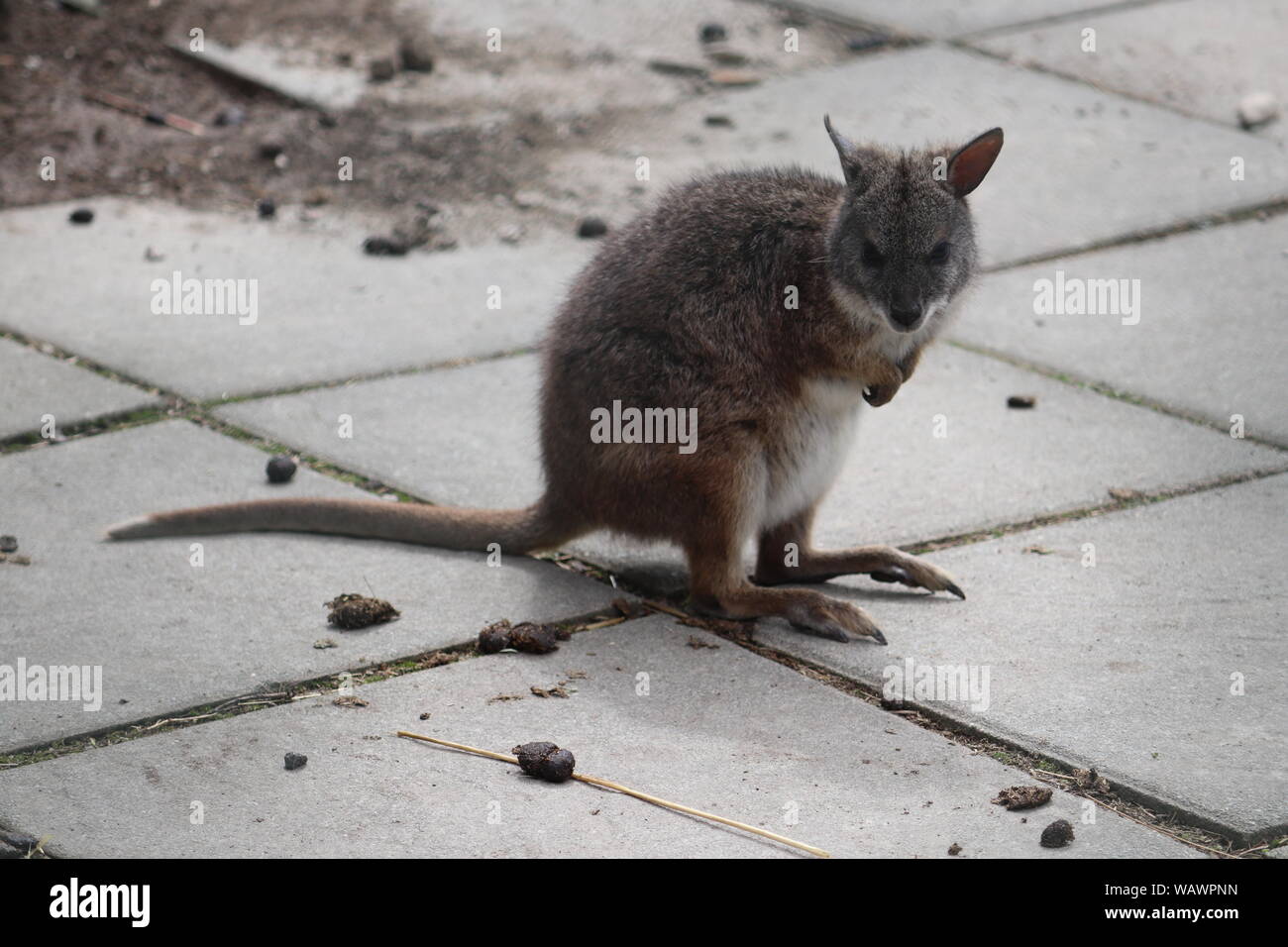 Baby wallaby hi-res stock photography and images - Alamy