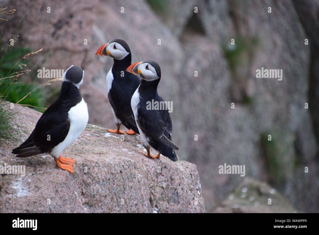 Puffins on cliff edge at Bullers of Buchan, near Cruden Bay ...