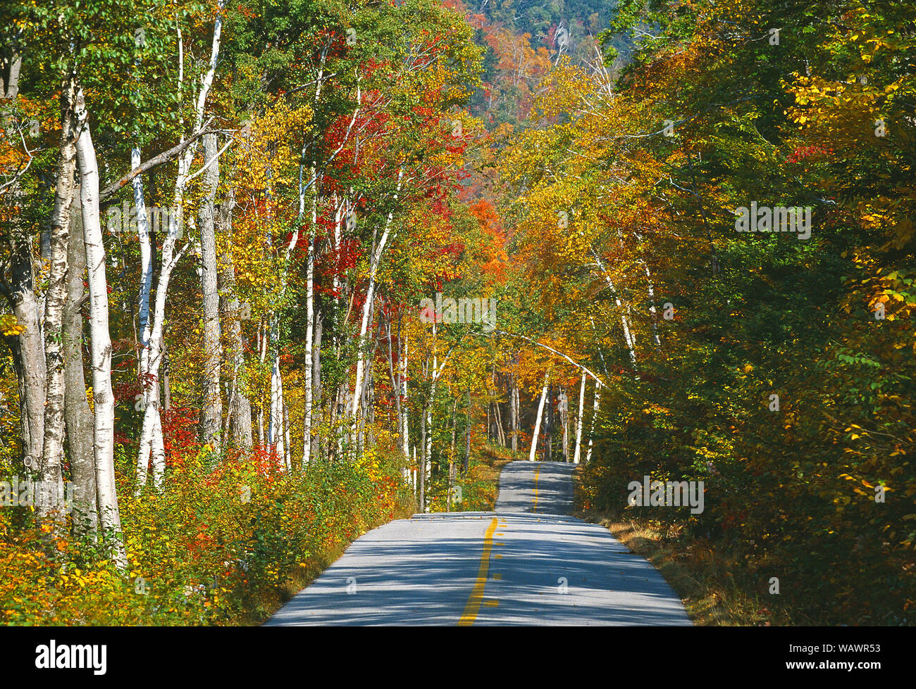 Fall colors line forest path hi-res stock photography and images - Alamy