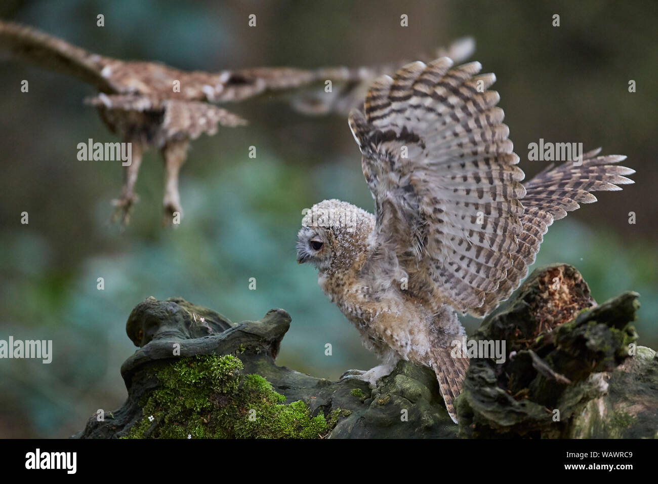 Tawny owl flying hi-res stock photography and images - Alamy