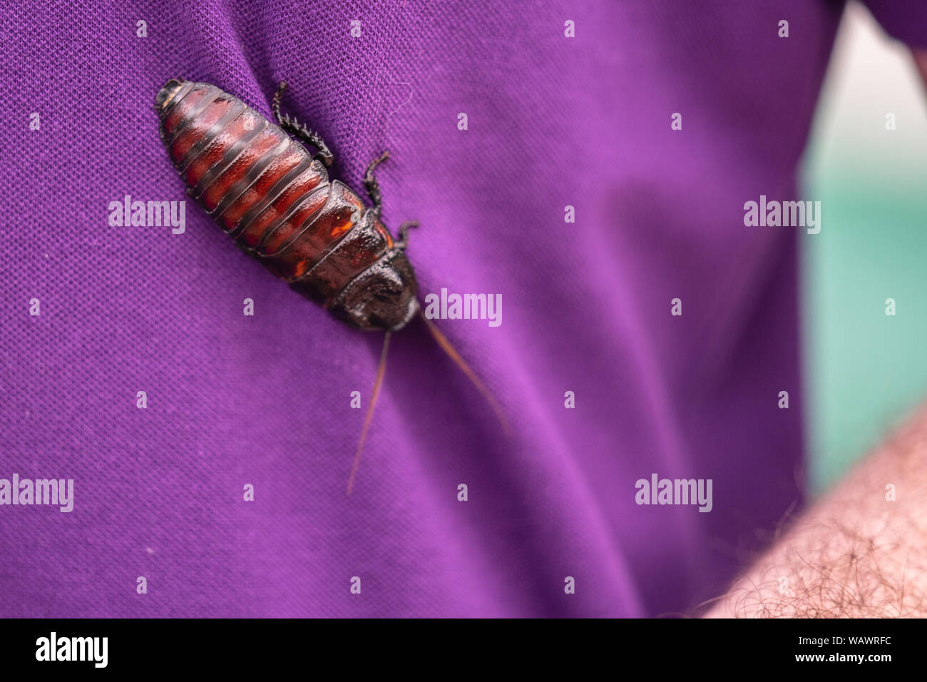 Many cockroach hi-res stock photography and images - Alamy