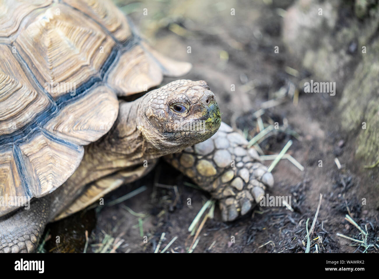 Closeup of cute big turtle in EDINBURGH BUTTERFLY and INSECT WORLD ...